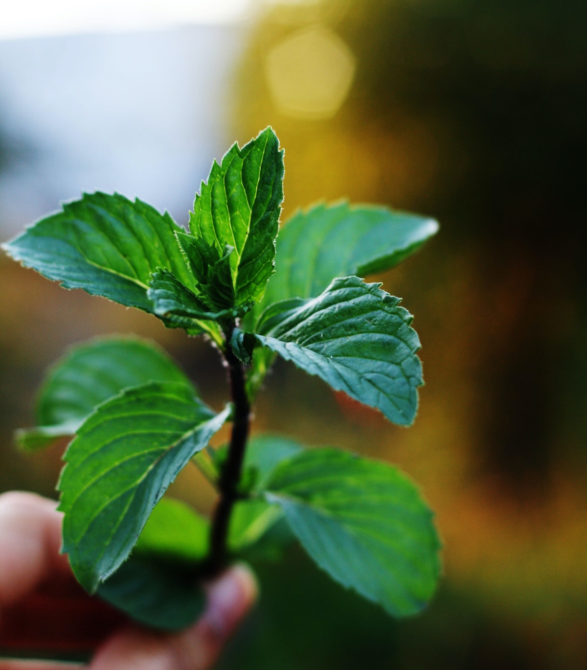 Ingredient Spotlight: The Power of Peppermint – Paavani Ayurveda